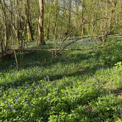 Micro forests for you