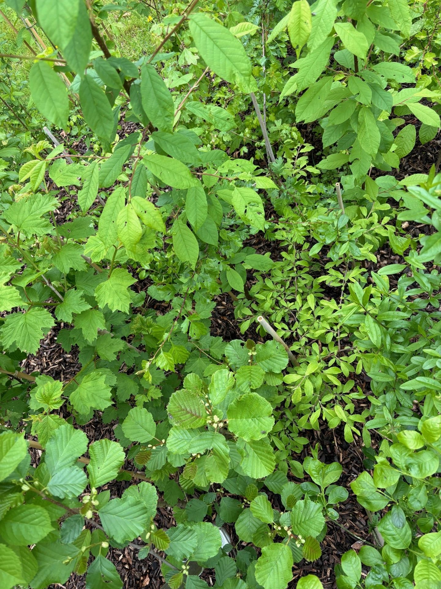 Increase Species Diversity by planting a Microforest