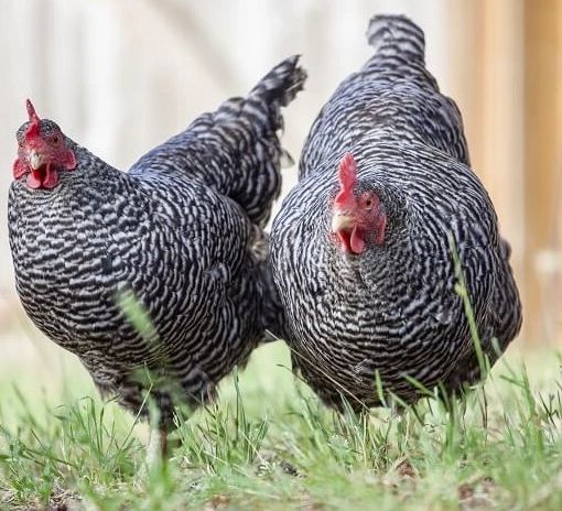 3 month old Barred Rock Pullet: April 11th pickup