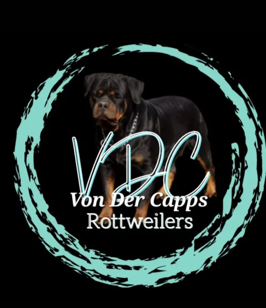 Rottweiler Puppies | VDC Rottweilers