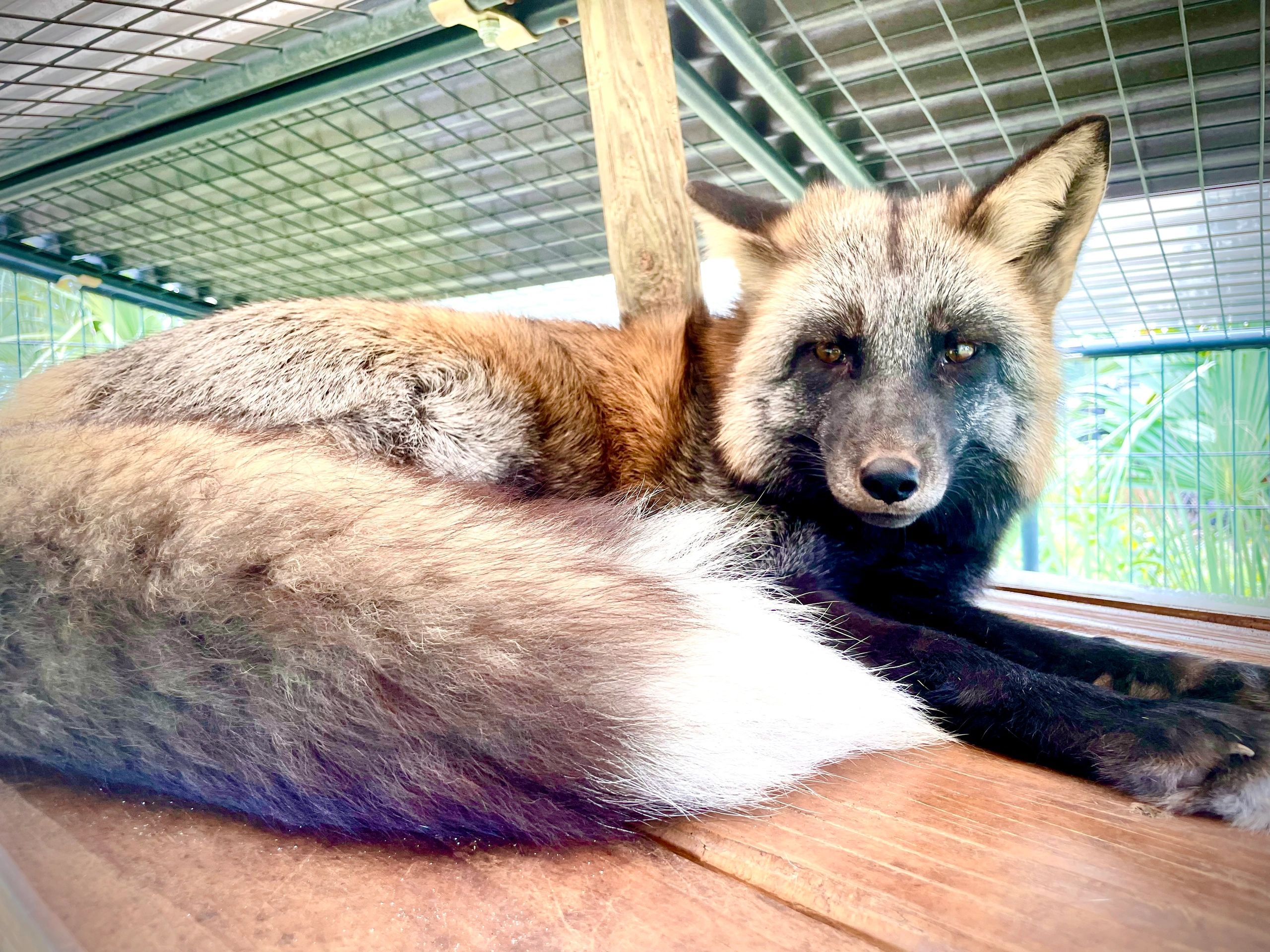 Hunt's Exotics Foundation