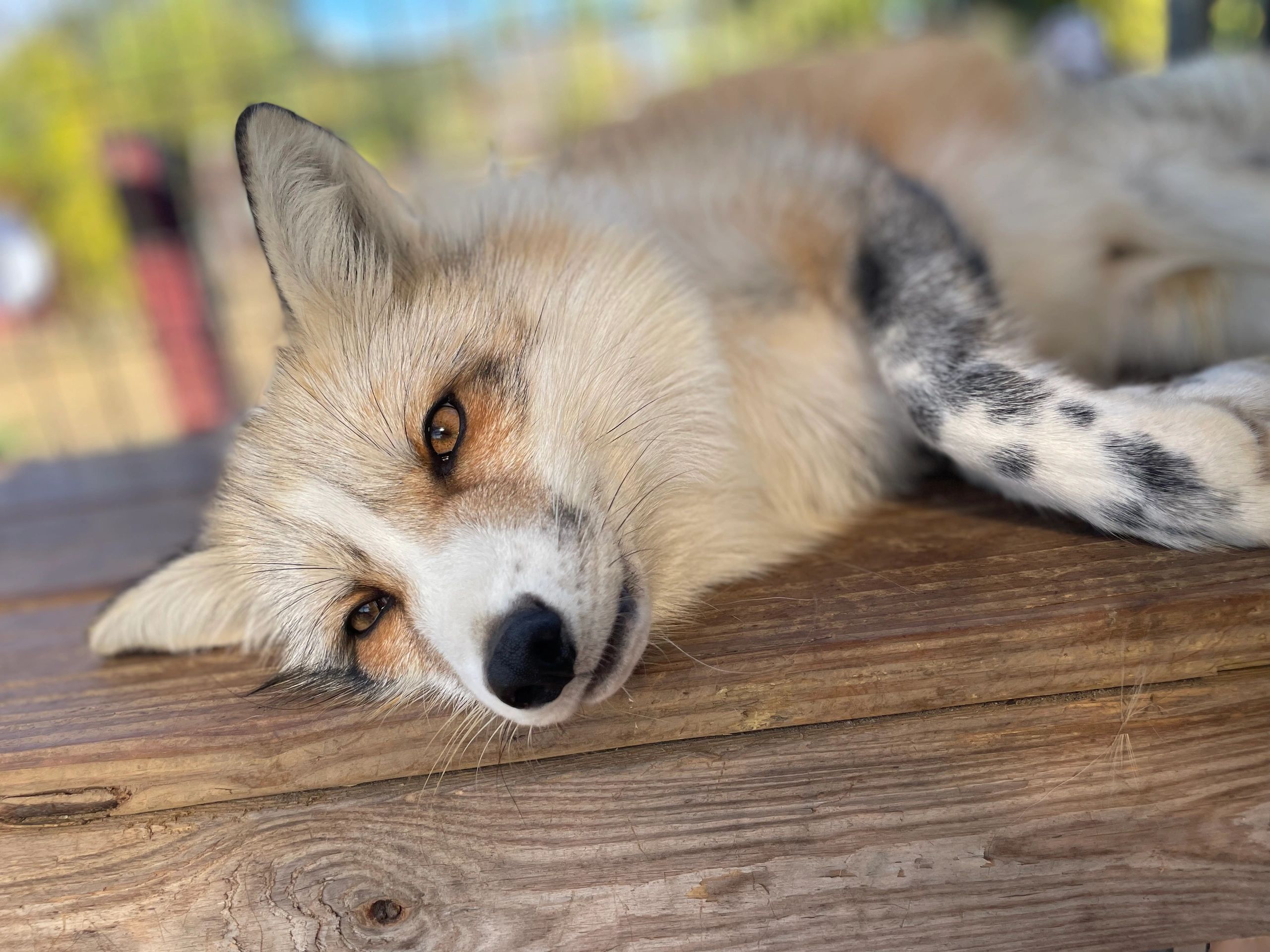 Hunt's Exotics Foundation