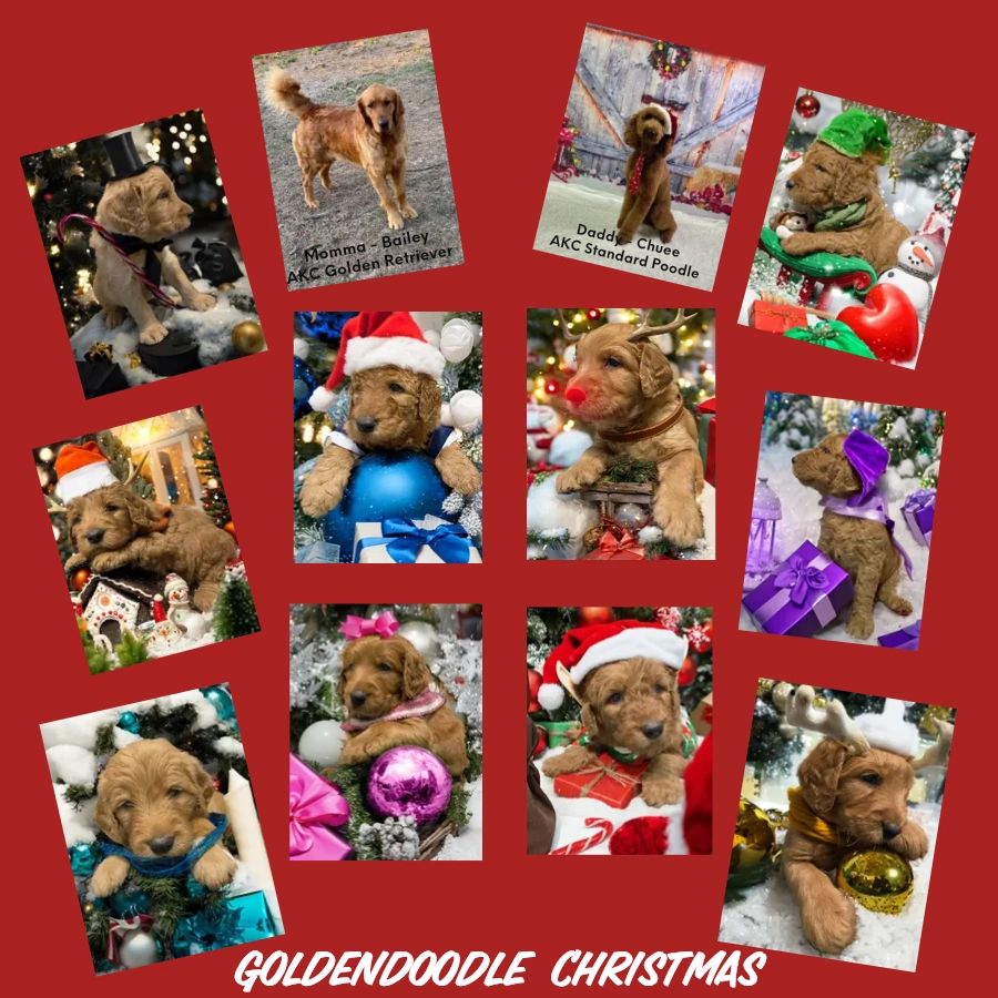 Cowtown Doodle Corral LLC - Doodle Puppies - Dallas, Texas