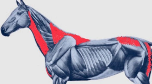 Tight or Overdeveloped Muscles: Causes and Solutions.