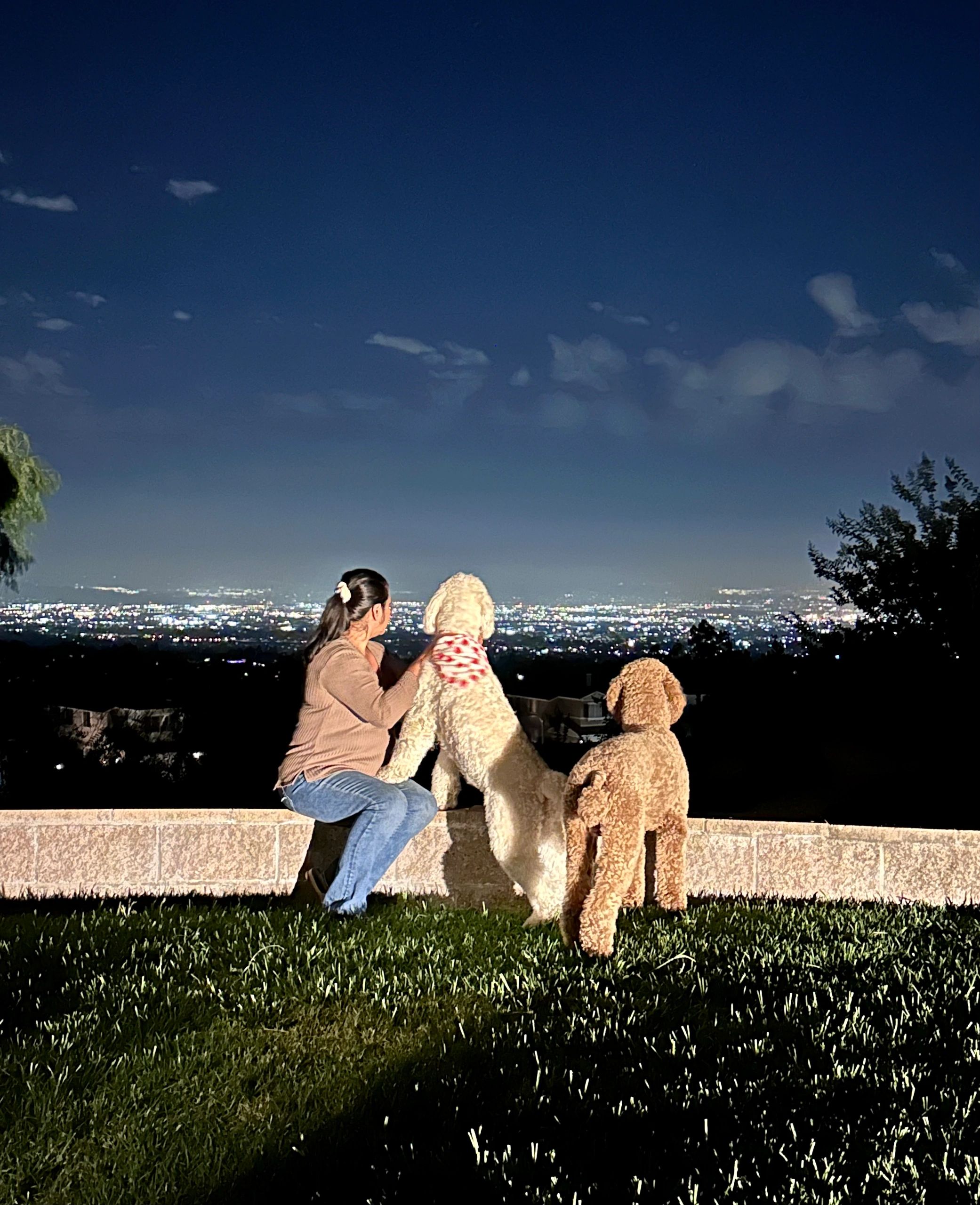 Adopt Goldendoodle Puppies Near Me | Doodles Sind Liebe