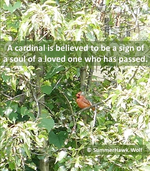 A cardinal is believed to be a sign