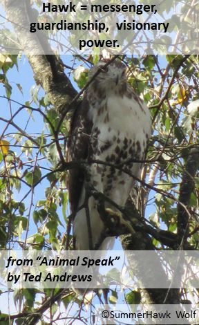 Hawk = messenger, guardianship, visionary power.