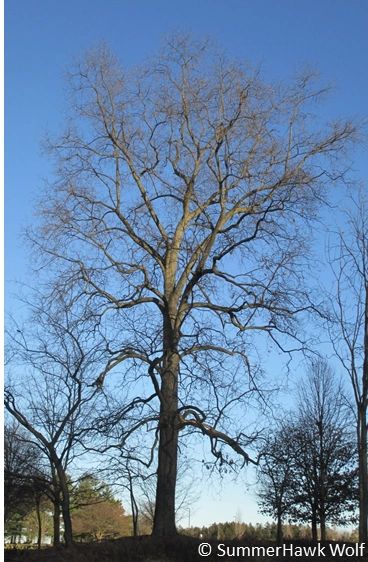 Tree branches that look like roots.