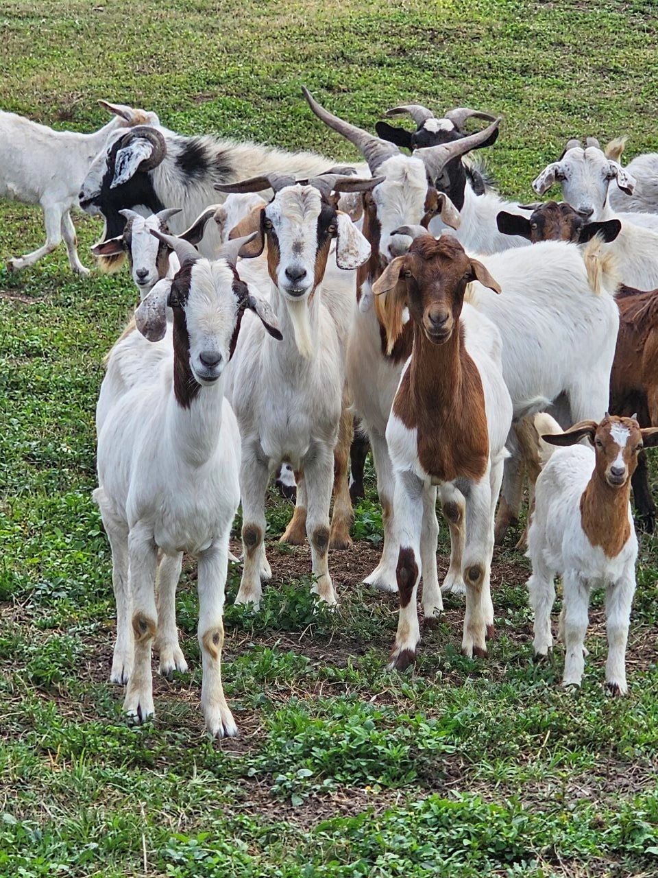 High-Quality Live Goats for Sale | The Sanchelimas at Osowaw Junction