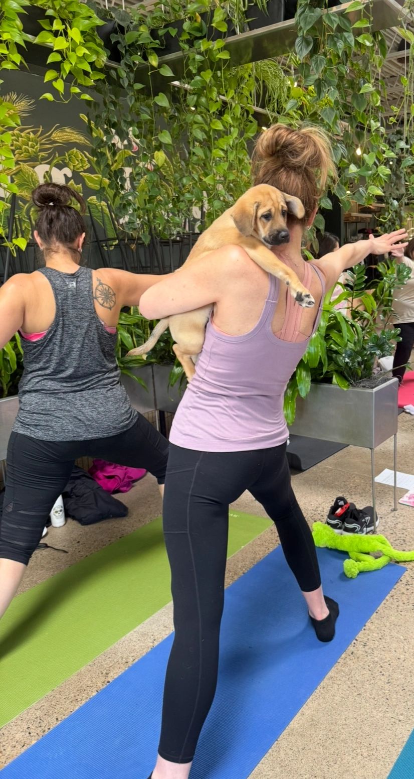 Namaste and Play Dog Yoga