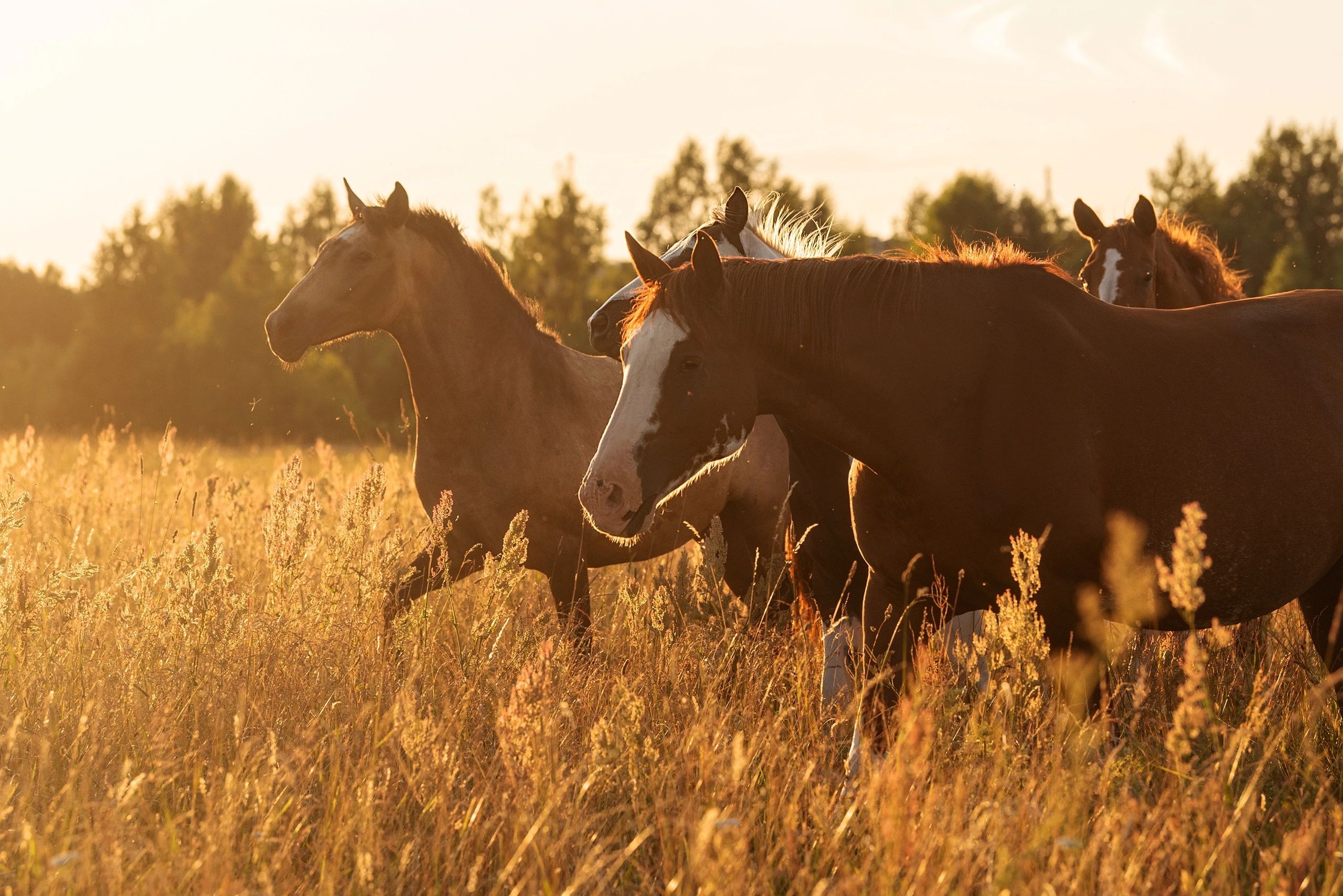 Equine Assisted Learning