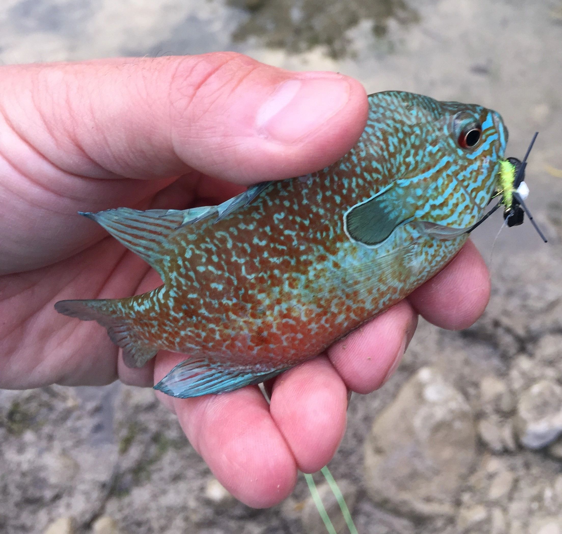 Bullcreeksportsman