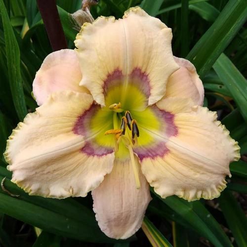 Ancient Reflections (3 Fans)