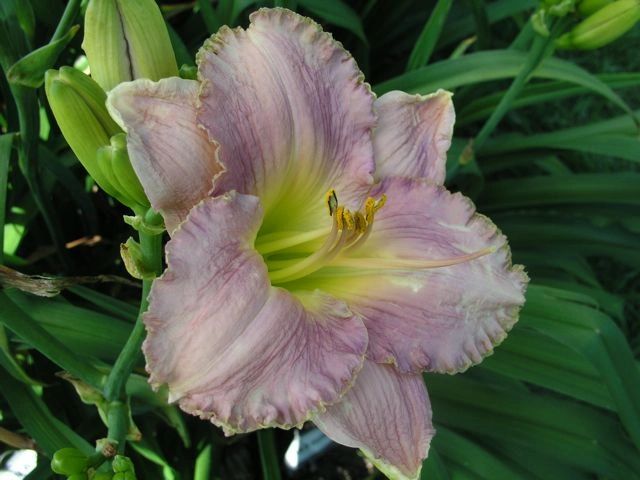 Age of Aquarius (3 Fans)