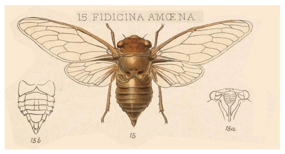 cicada project