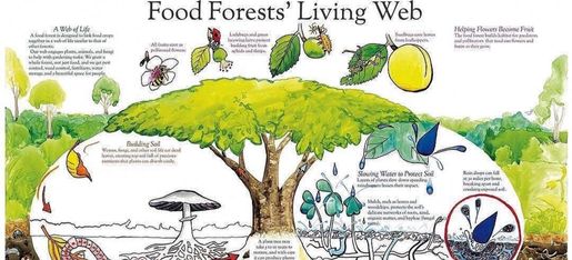 Fruitmommy - Fruit Tree Services, Fruit Tree Specialist