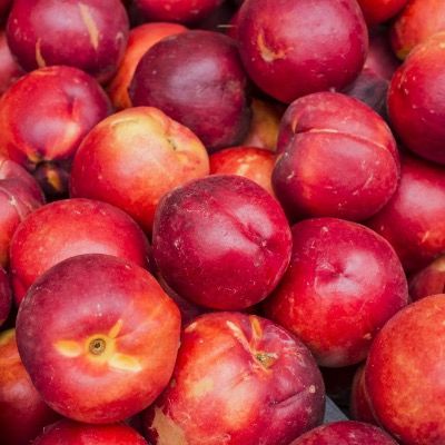 Harvesting Spice Zee NectaPlums