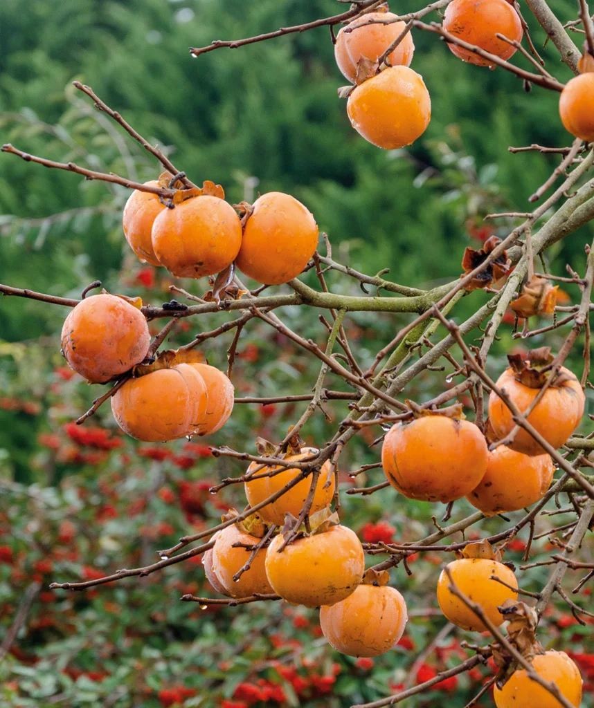 All You Need to Know About Persimmons