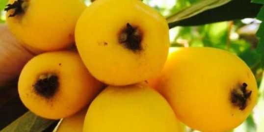 Fruitmommy - Fruit Trees in San Diego - Chula Vista, California