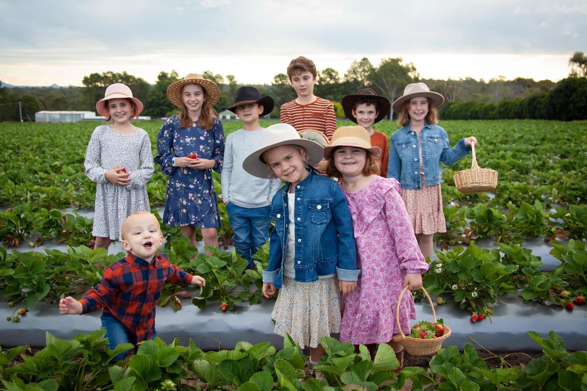 Chambers Flat Strawberry Farm