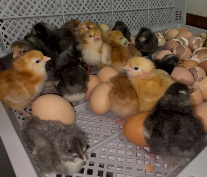Bigfoot Hatchery and Nursery - Chicken Hatchery, Chicken Hatchery ...