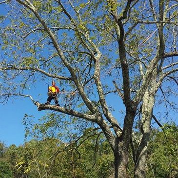 bernietreeservice.com