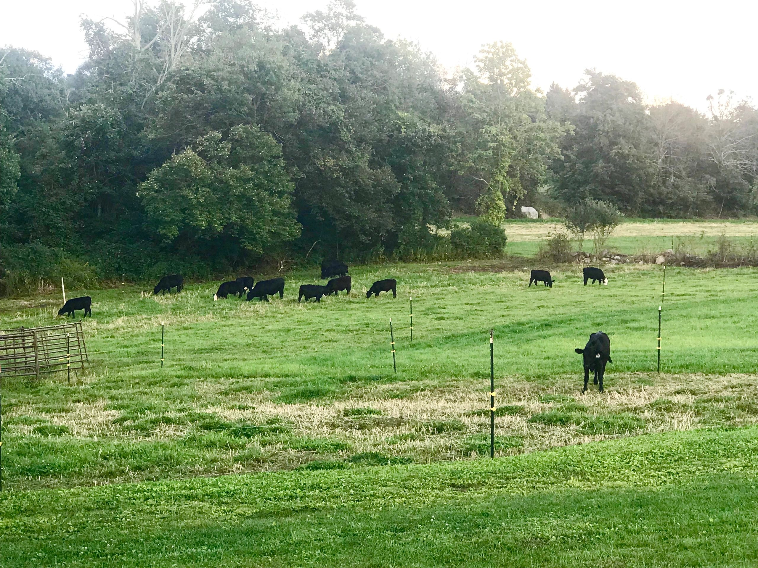 Wind Cliff Farm LLC - Angus Beef - Bethlehem, Connecticut