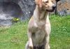 Top Gun Retrievers - Labrador Retriever, Puppies, Puppies for Sale