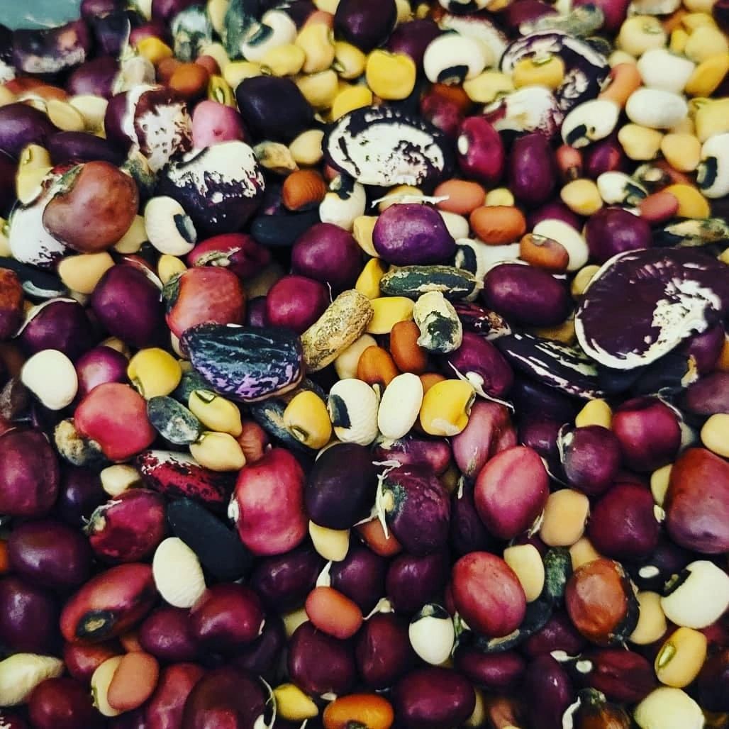 Home - Native Seeds