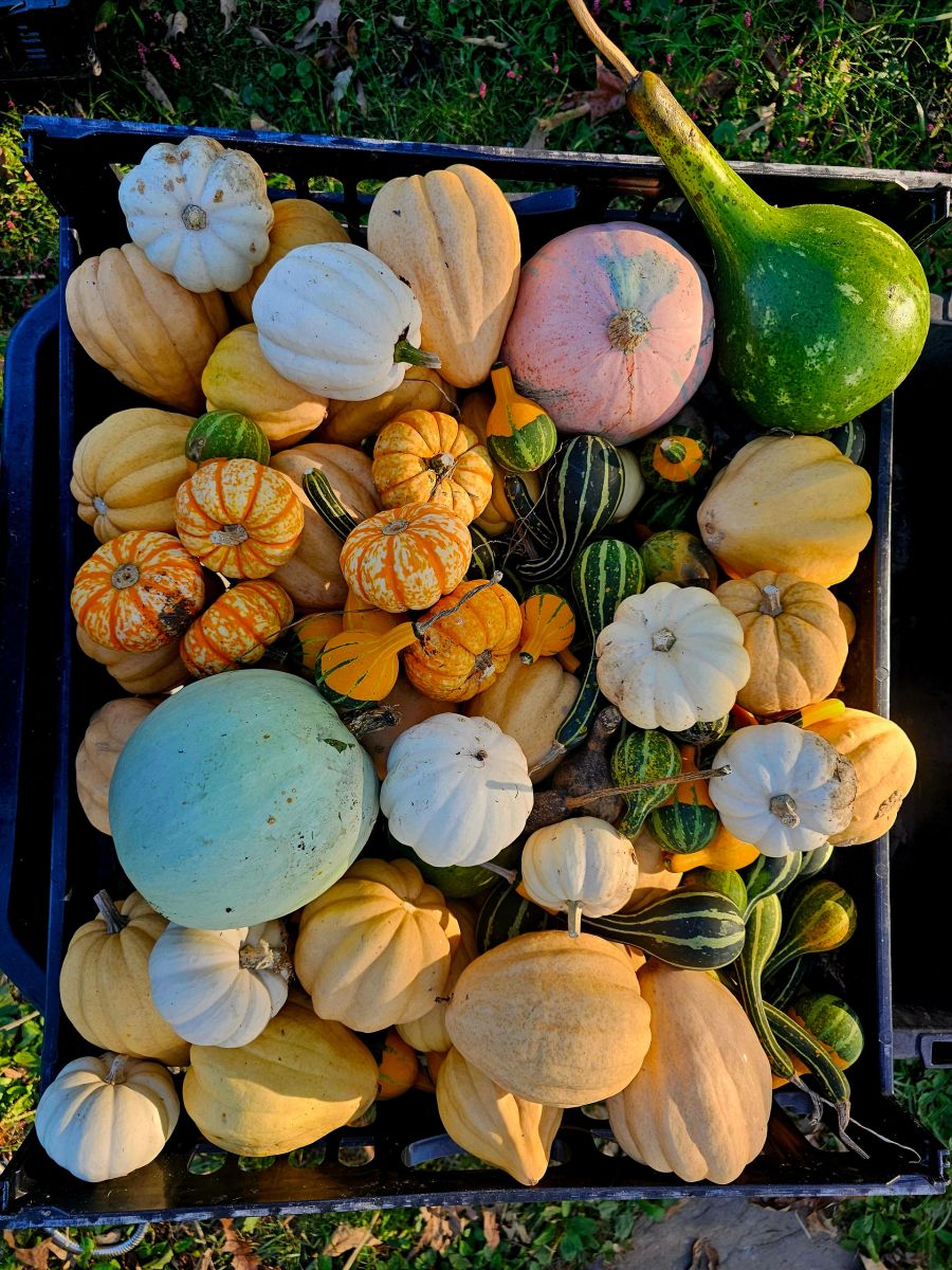 Indigenous Heritage Fancy Squash Mix - Seed Packet