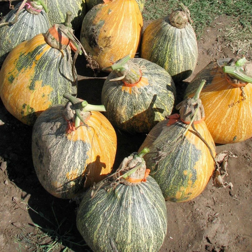 Apache Giant Squash