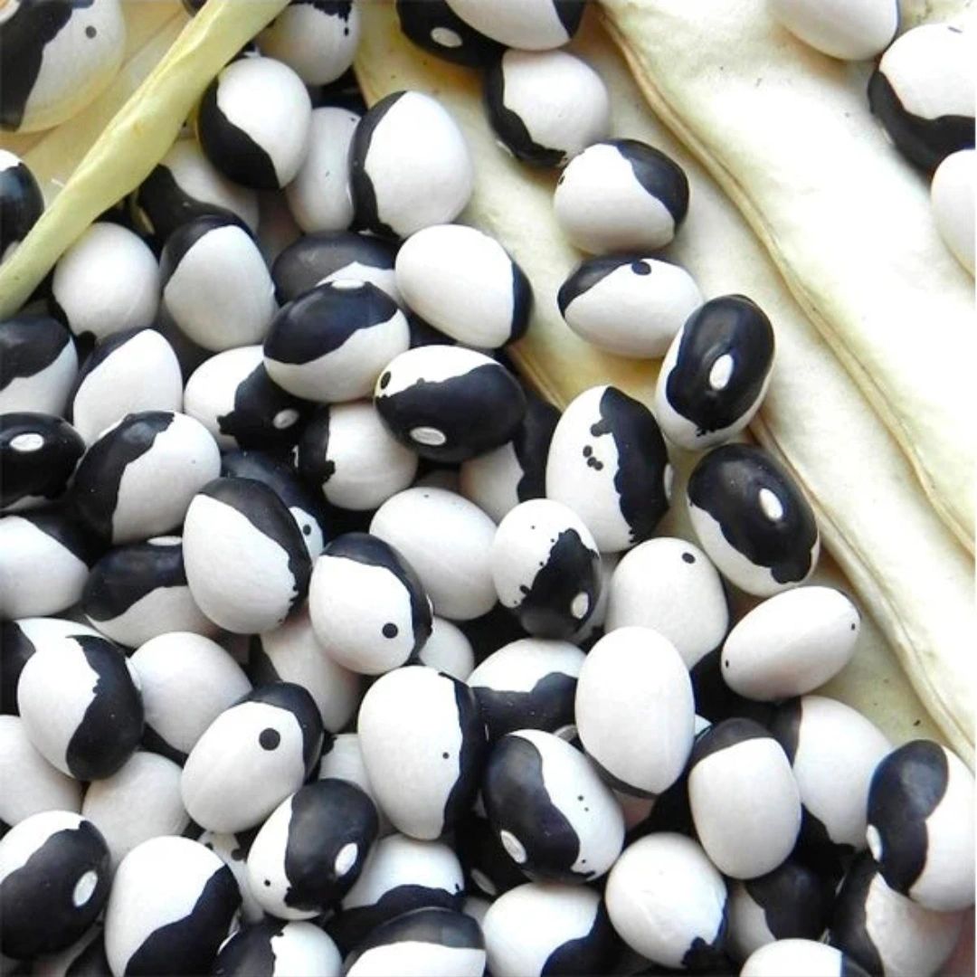 Calypso Bush Bean Heirloom Seed Packet - Caribbean Seeds