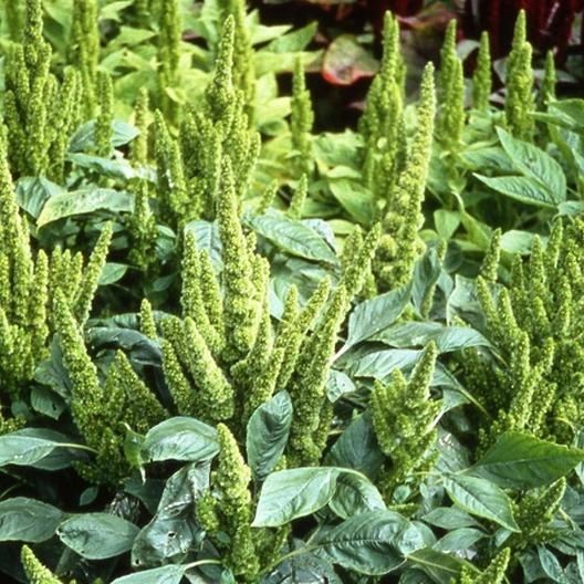 Amaranthus Seeds - Golden Amaranth - Callaloo - South American ...