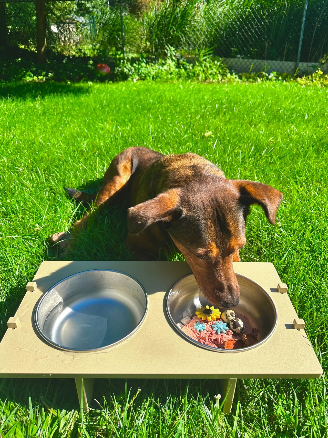 Awesome dog bowls store
