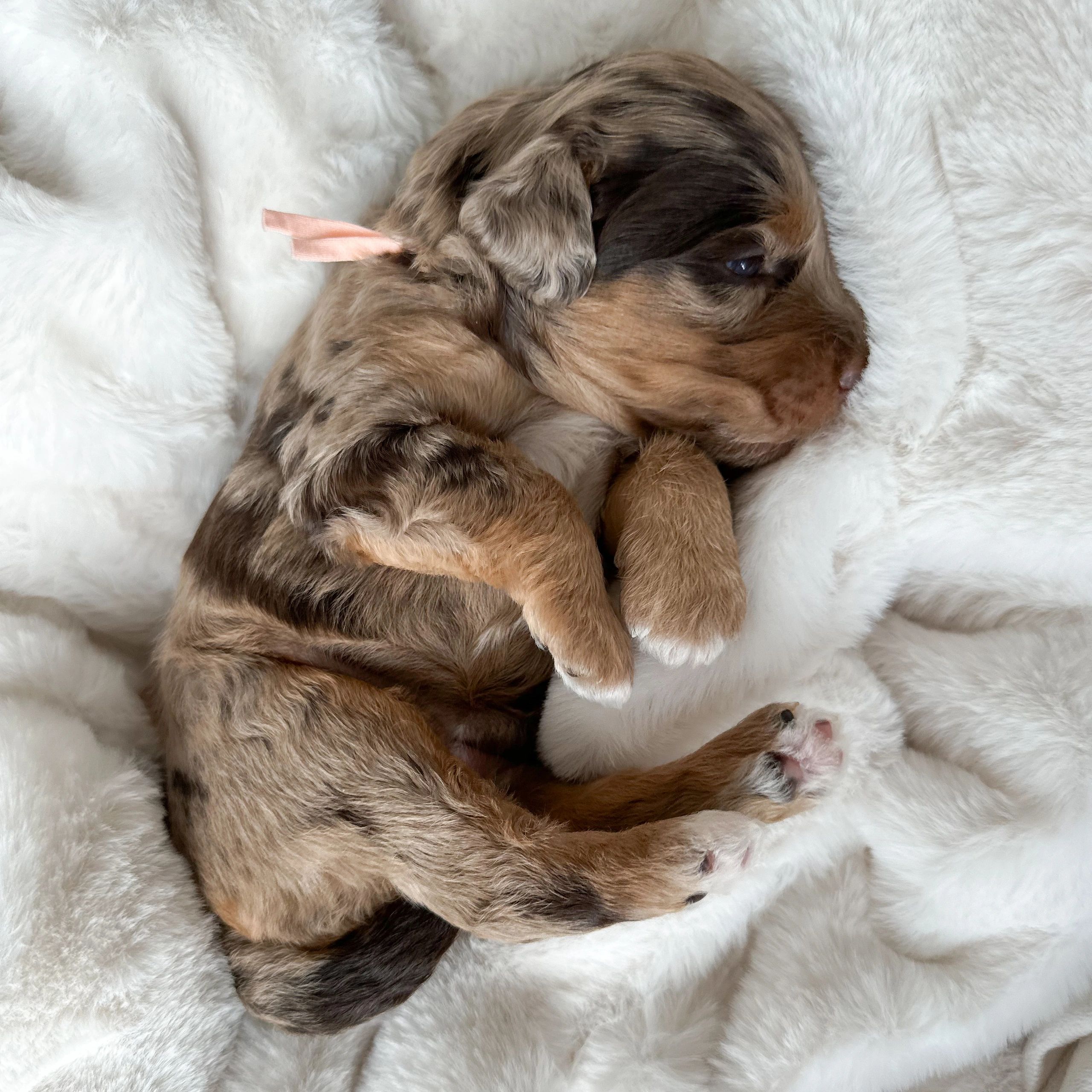 Home [highparkdoodles.com]