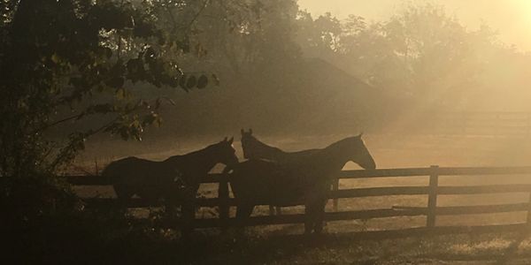 Fox Run Farm Dressage & Eventing