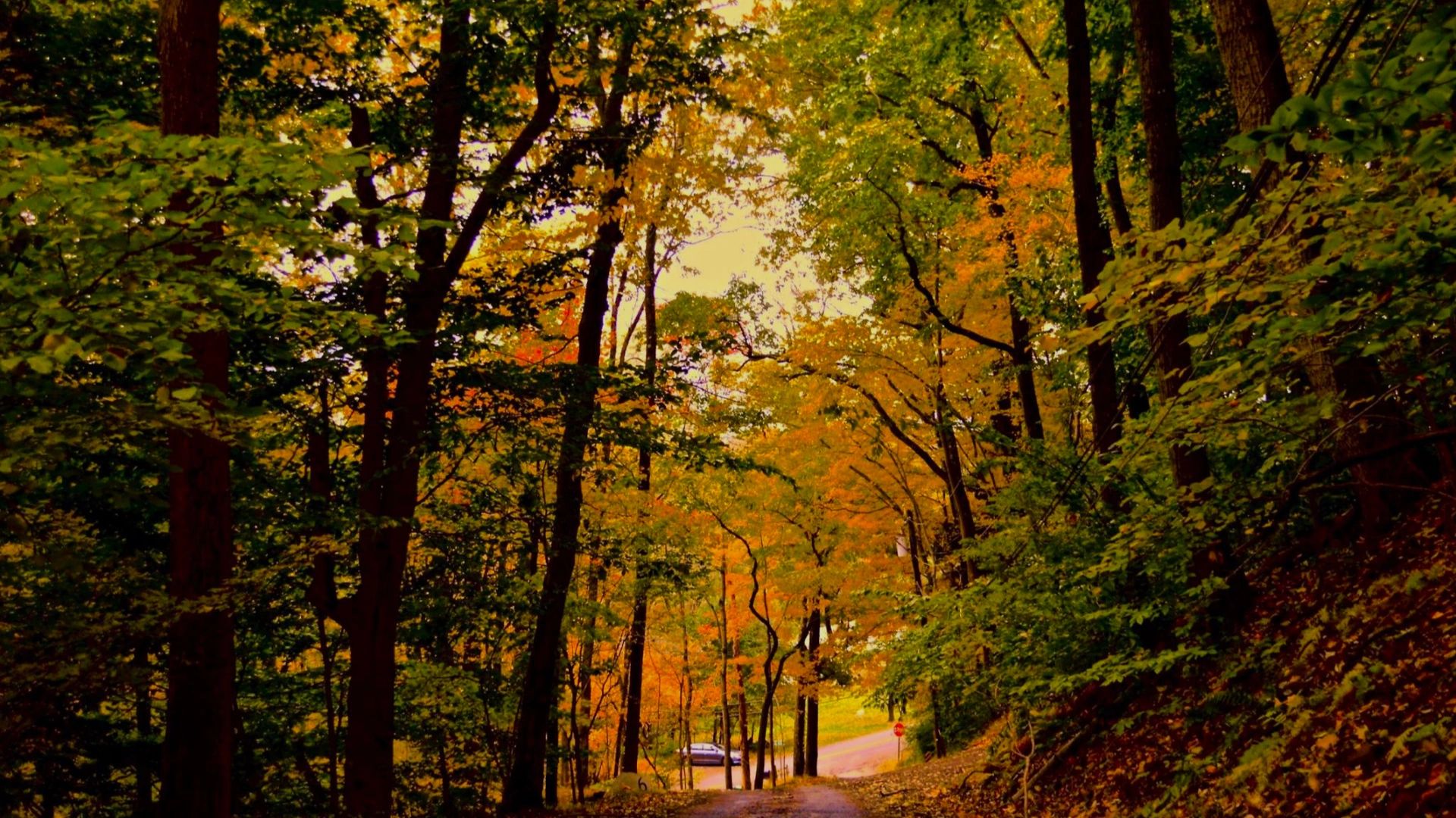 5 Fall Driving Tips from Jack's Brake & Alignment