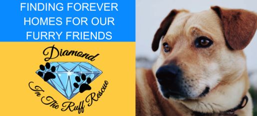 Diamond in the Ruff Rescue - rescue dogs for adoption animal rescue ...