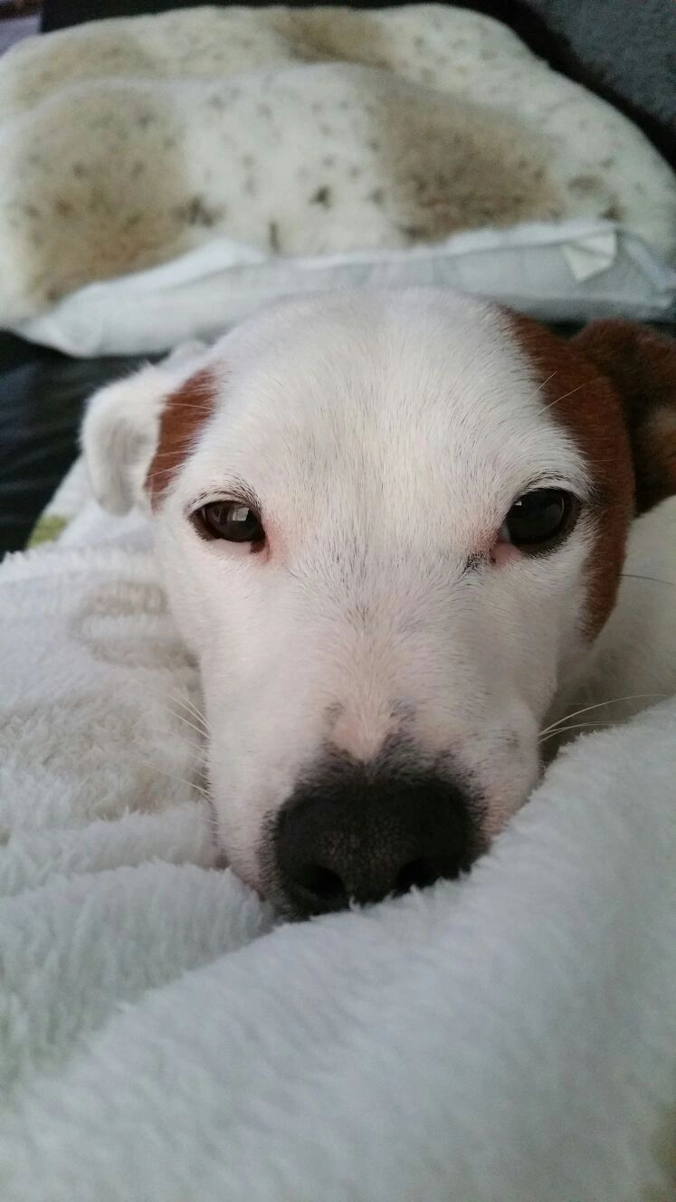 Understanding Dog Vomit: Types and What to Do