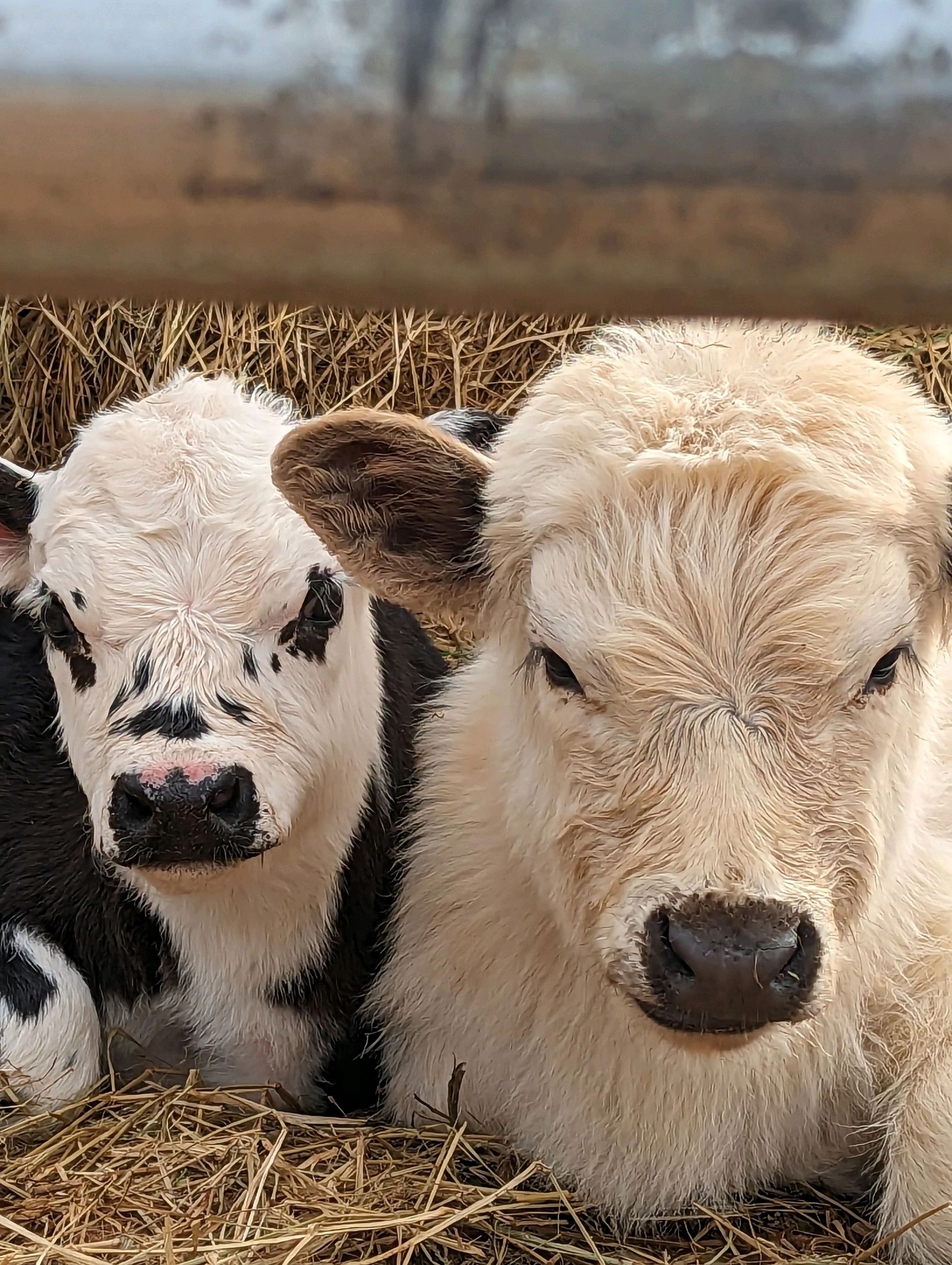 Weatherstone Ranch - Micro Cows, Valais Blacknose Sheep, Miniature ...