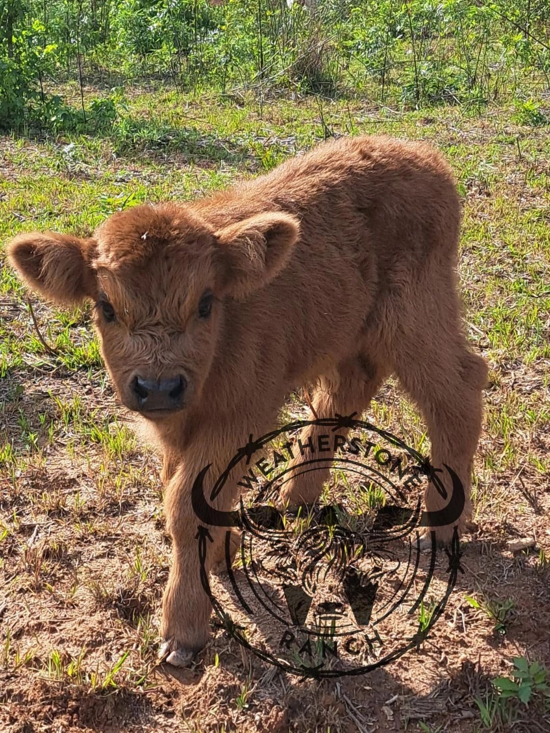 Weatherstone Ranch - Micro Cows, Valais Blacknose Sheep, Miniature ...