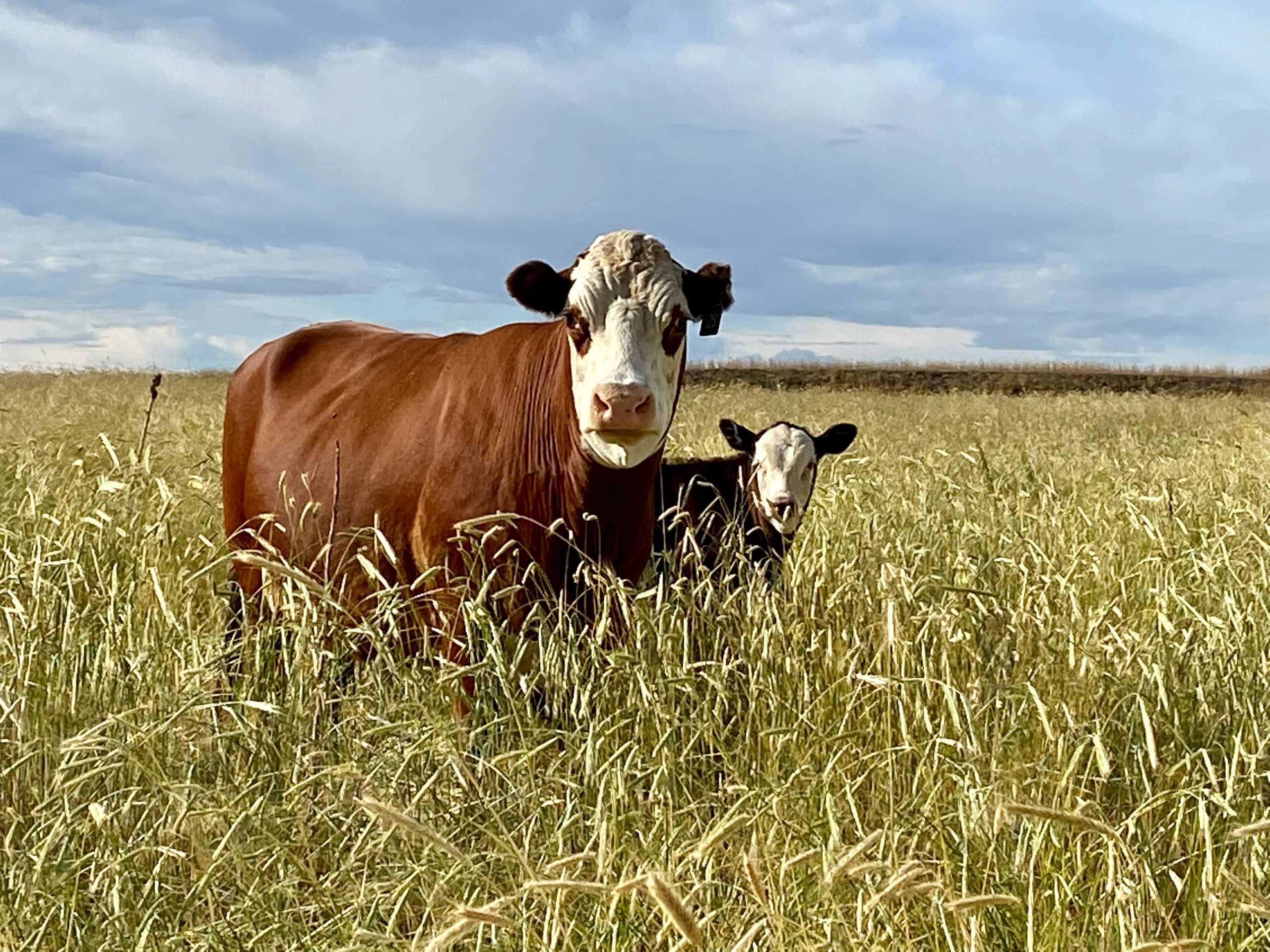 Northern Cattle Grazing & Services