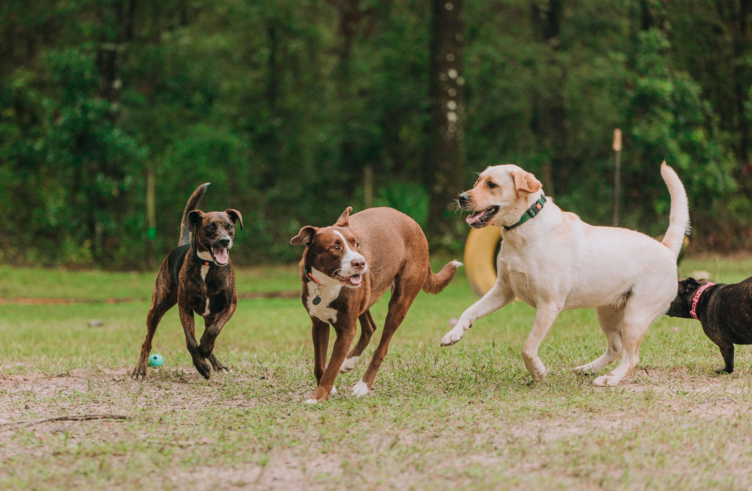 Wise Dogs & Paws LLC