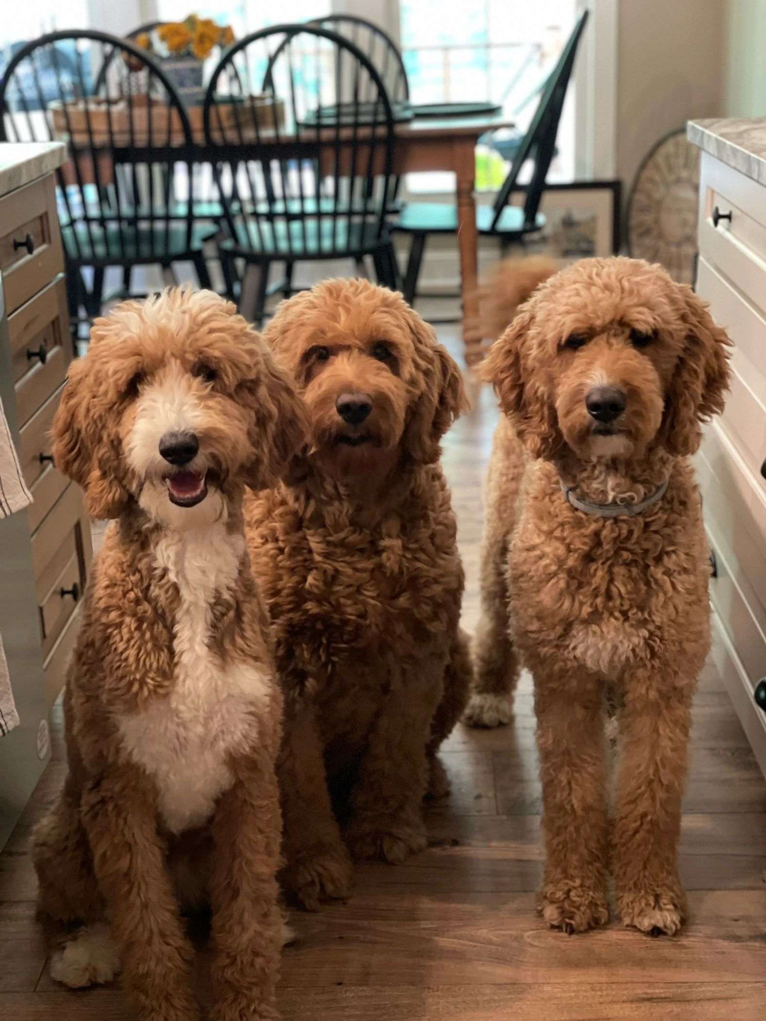 Carefree Goldendoodles - Goldendoodle, Breeder, Goldendoodle, Puppies