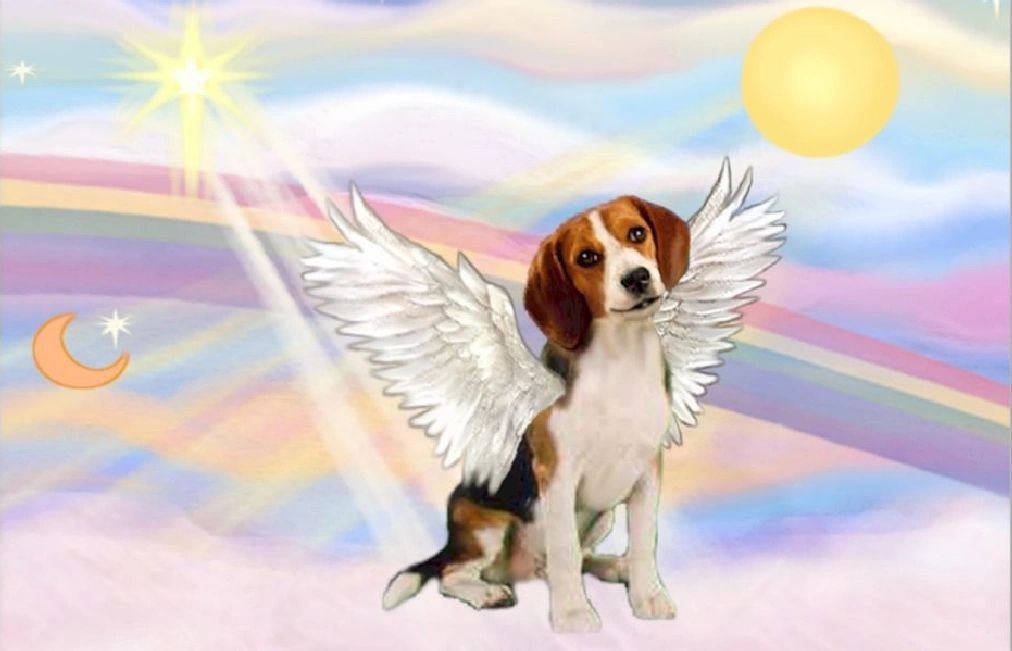 Is Your Dog A Guardian Angel? Learn 10 Furry Commandments Of Love