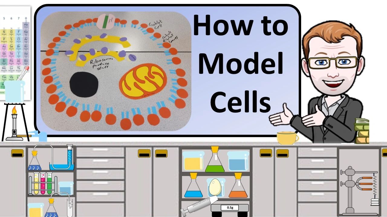 How to Model Specialised Cells