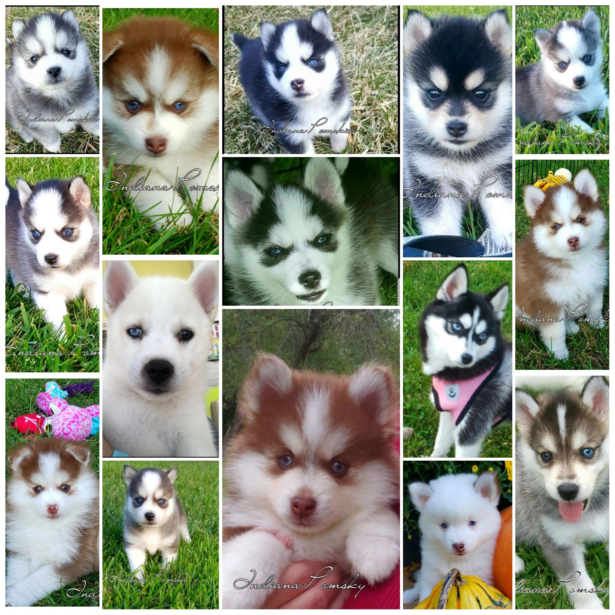 Available Puppies | pomskyindiana.com