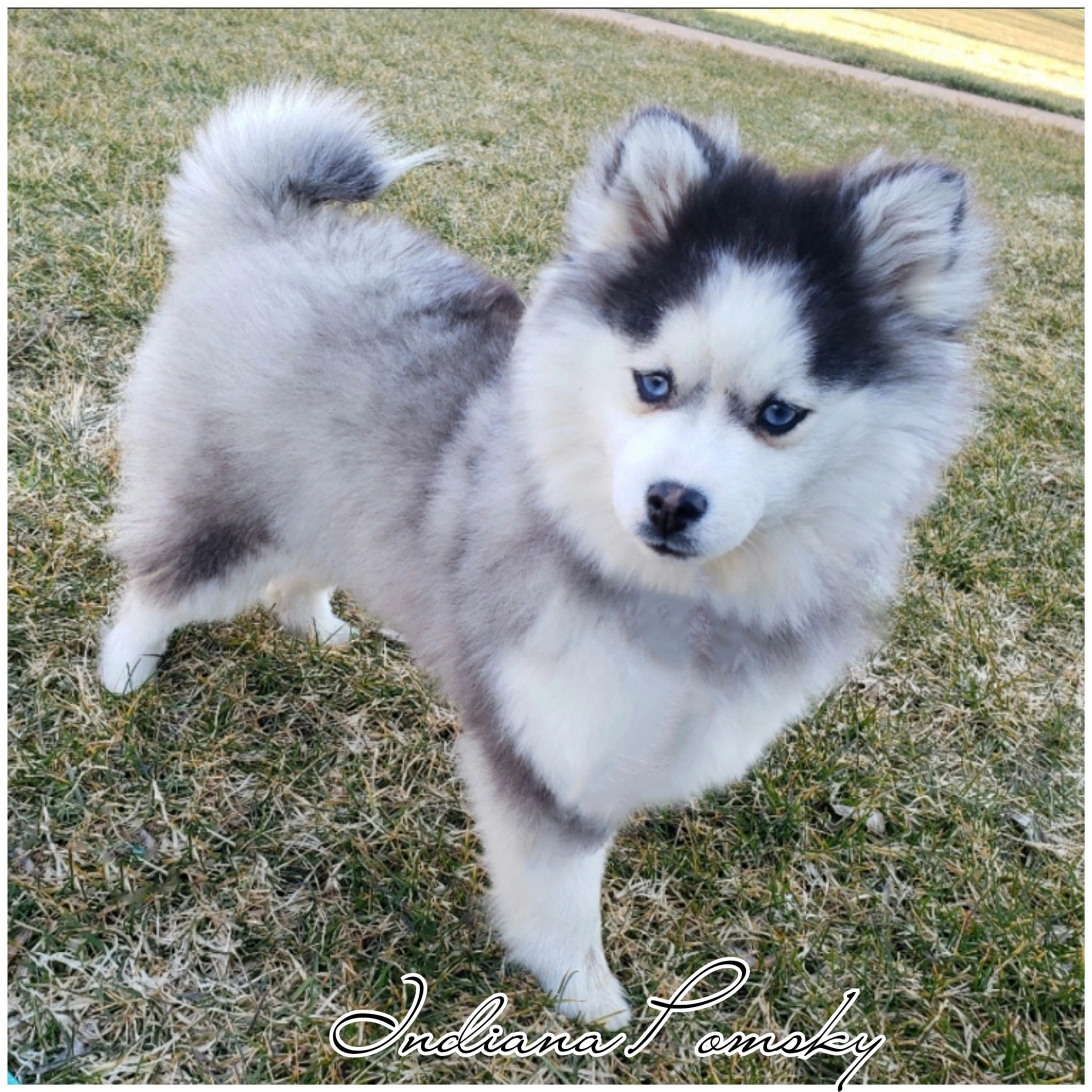 pomskyindiana.com - Pomsky, Pomsky, Puppy, Breeder