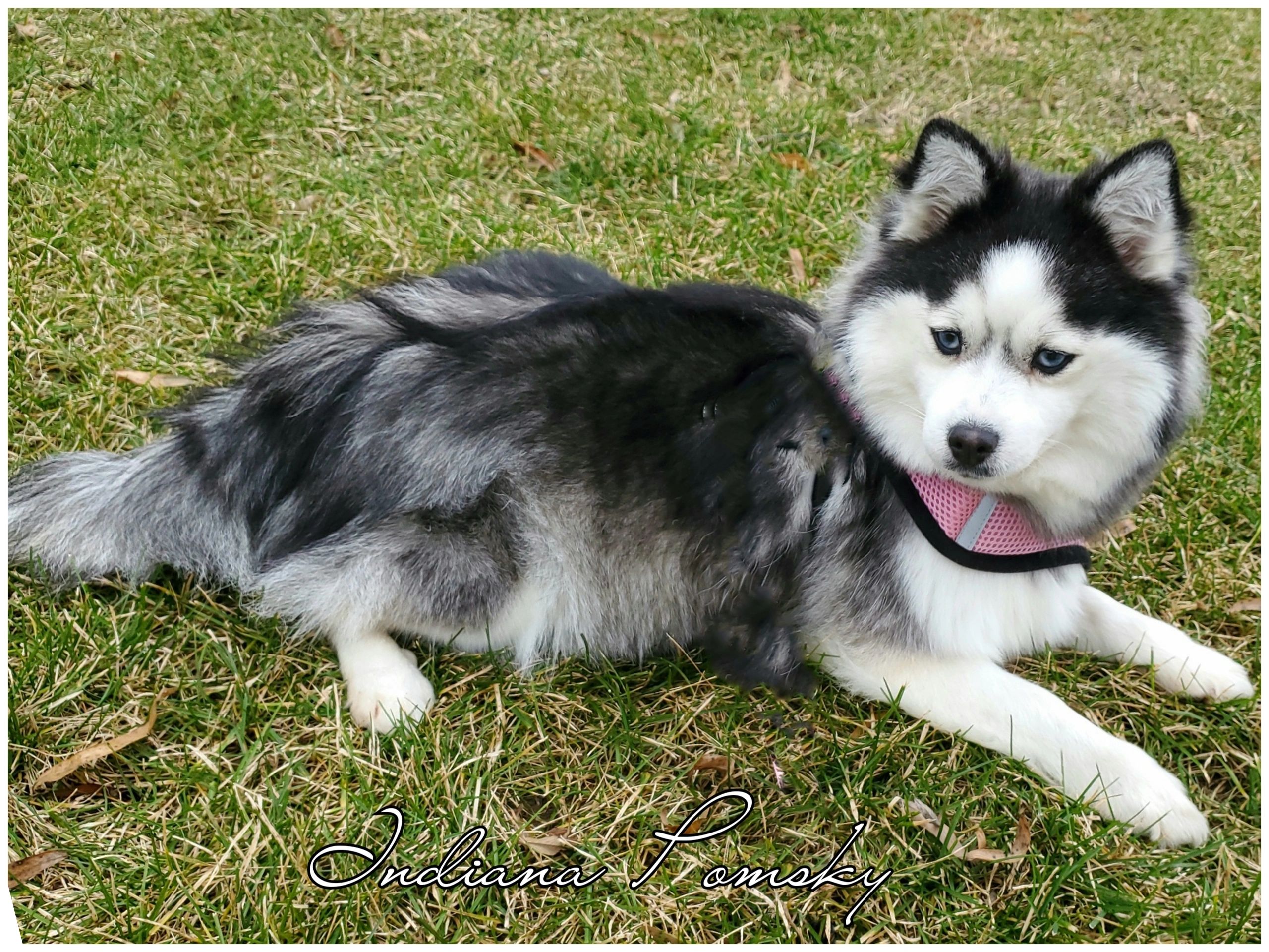 pomskyindiana.com - Pomsky, Pomsky, Puppy, Breeder