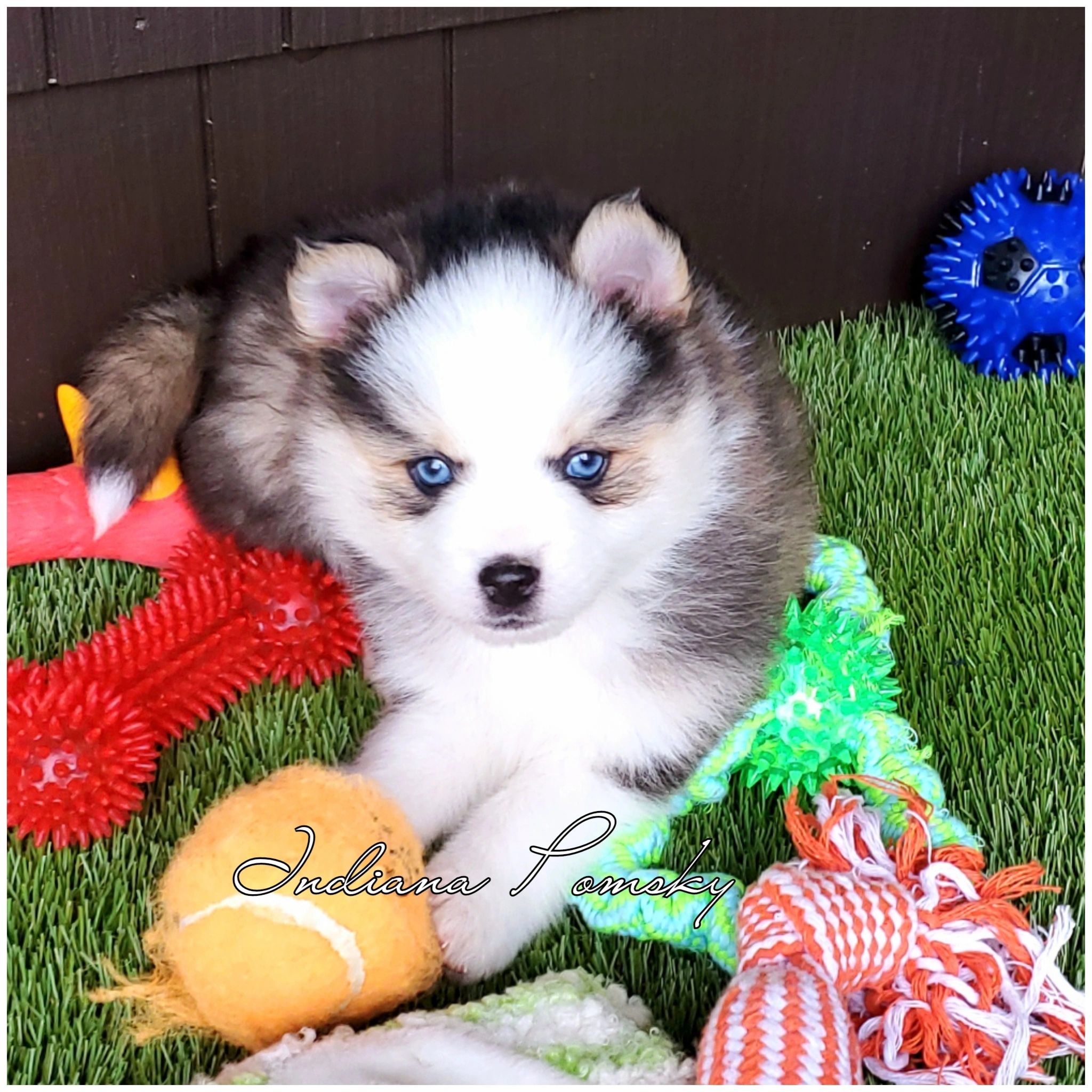 pomskyindiana.com - Pomsky, Pomsky, Puppy, Breeder